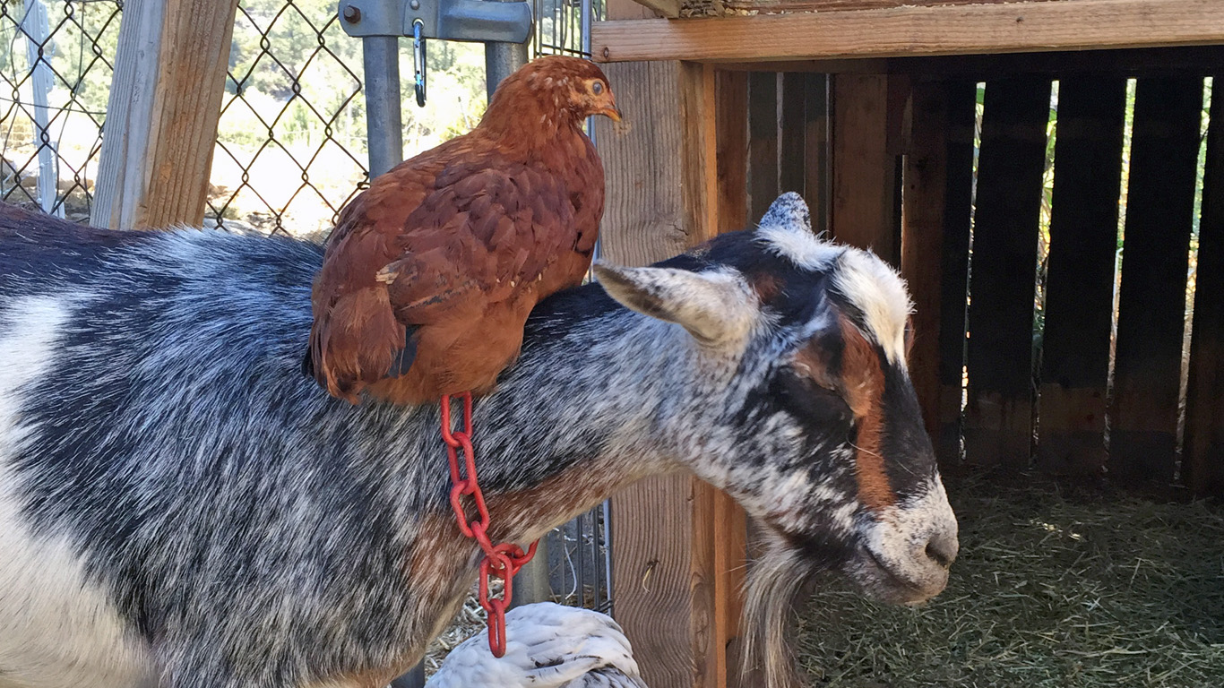 The Cram Farm Chickens - The Cram Farm